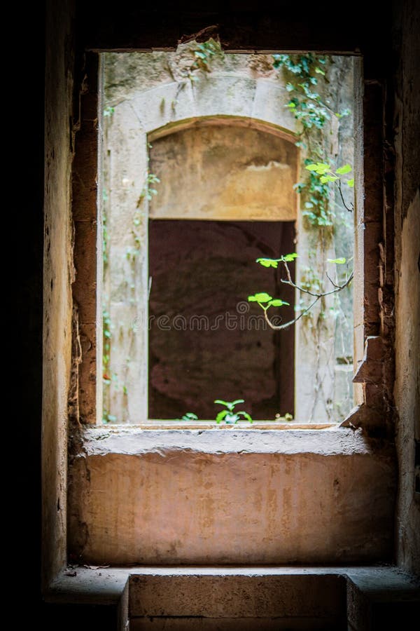Arched Window and Ivy-covered Wall Stock Photo - Image of shadow ...