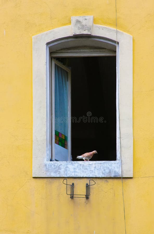 An Open Window with a Pigeon on the Background of a Yellow Wall. Stock ...