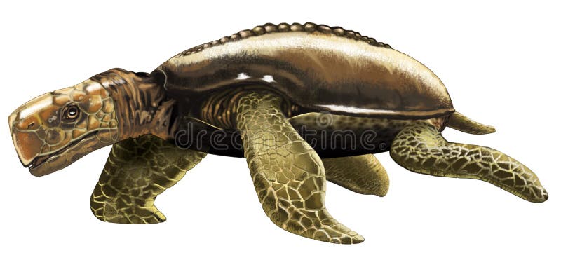 Archelon dinos stock illustration. Illustration of extinction - 15358766