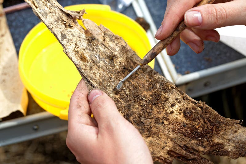 Archeology: Clearing Part of a Scroll of an Ancient Birch Bark Stock ...
