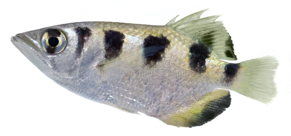 286 Archer Fish Submarine Stock Photos - Free & Royalty-Free Stock ...