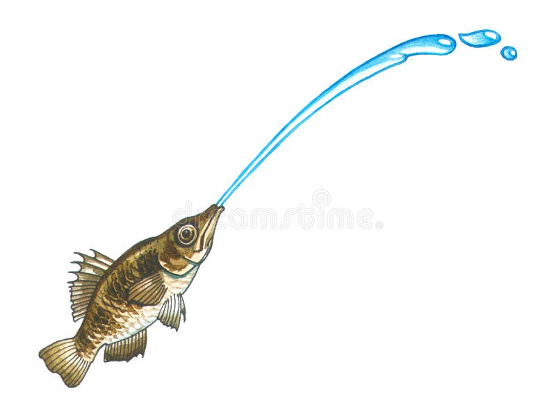 Archer fish stock illustration. Illustration of water - 27633058