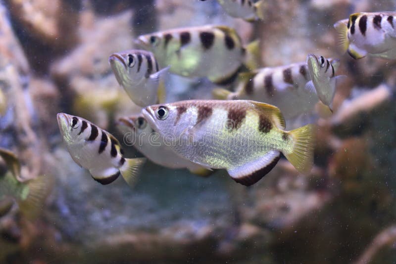 Frog, Animals, Tree Frog, Dumpy Frog, Stock Photo - Image of frog ...