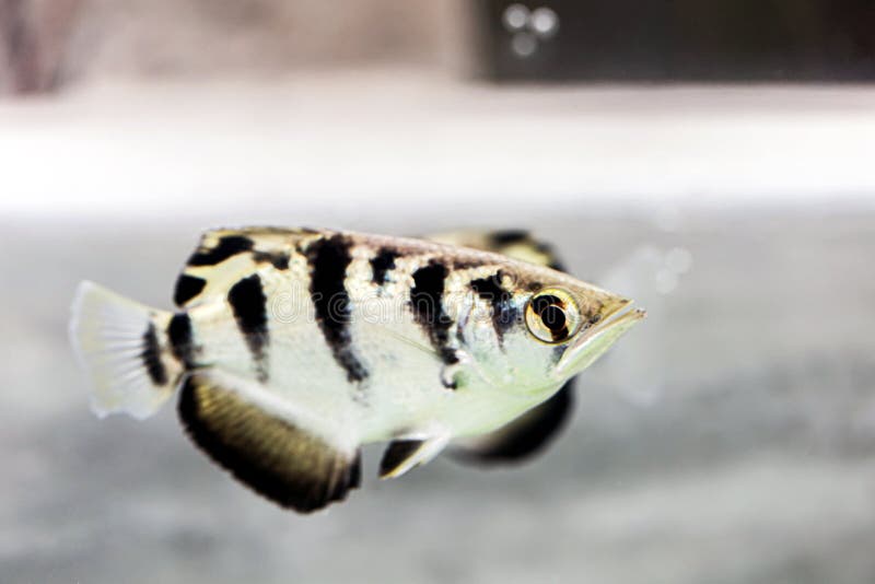Archer fish stock photo. Image of marine, isolated, brackish - 219002614