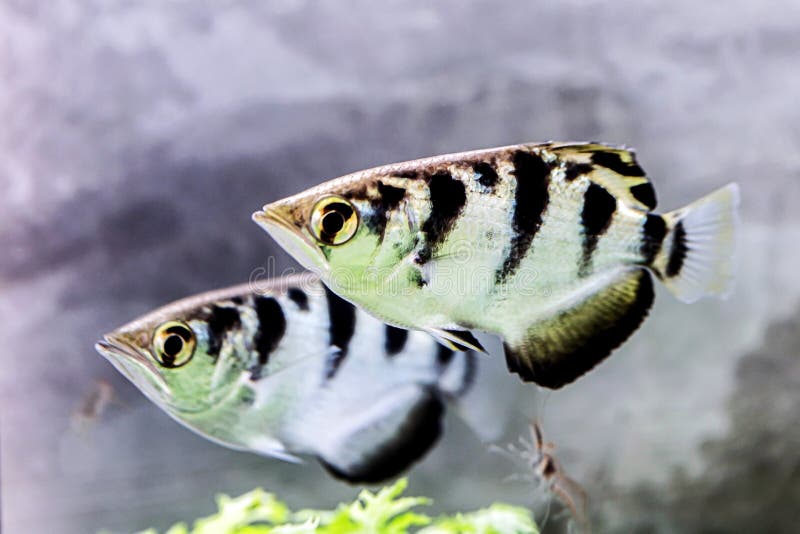 Archer fish stock image. Image of fauna, jaculatrix - 214268127