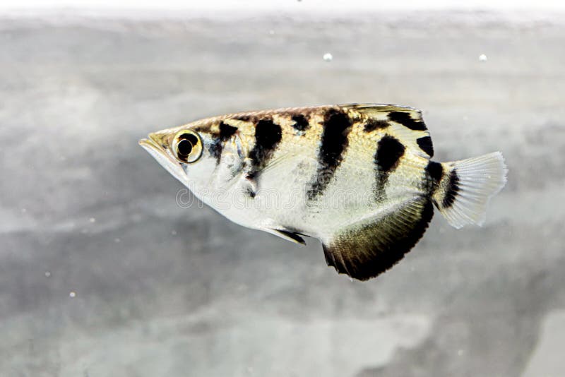 Common Archer Fish Stock Photos - Free & Royalty-Free Stock Photos from ...