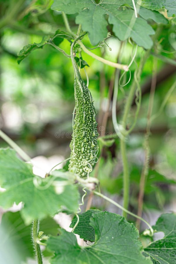 Archer fish stock image. Image of archer, beautiful - 214268801