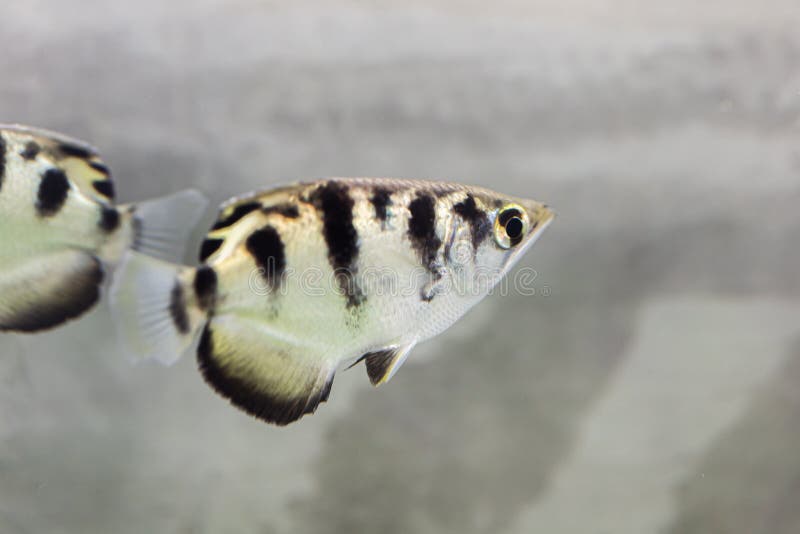 Archer fish stock photo. Image of fish, ocean, archer - 76852316