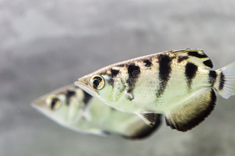 Archer fish stock image. Image of archer, aquatic, jaculatrix - 218997469