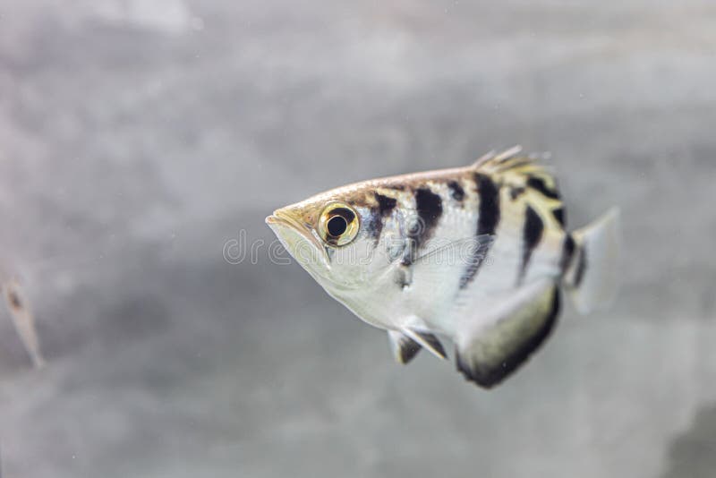 Archer fish stock photo. Image of actinopterygii, fishes - 218997478