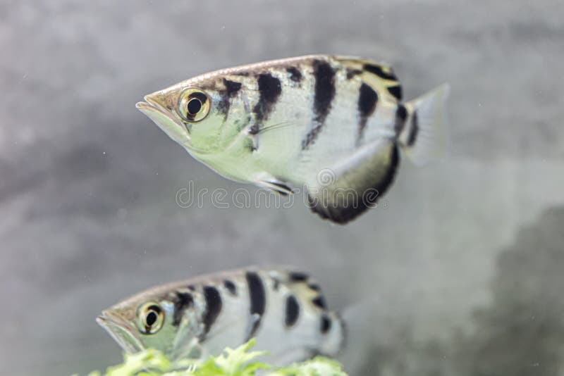 Archer fish stock photo. Image of blowpipe, fish, black - 218997508