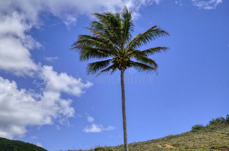 Archer Point in North of Queensland South of Cooktown Stock Image ...