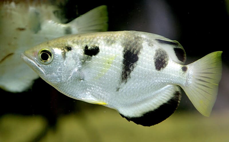Archerfish stock image. Image of water, specialized, genus - 73961657
