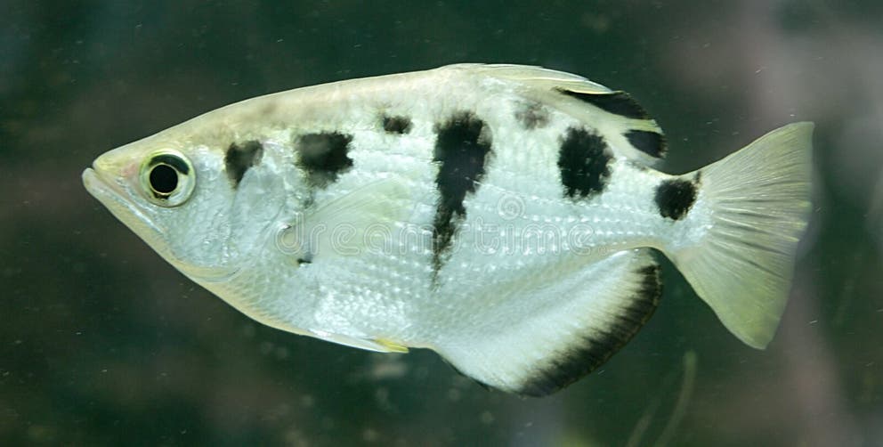 Archerfish 2 stock photo. Image of gills, silvery, fish - 2613096