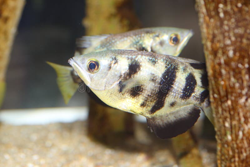 Archerfish Ou Archer-poissons Image stock - Image du normal, asie: 91093209