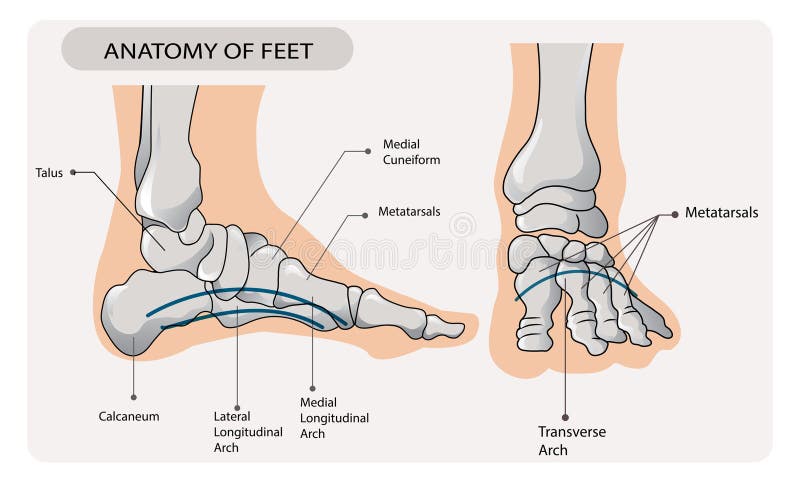 Foot Arches Anatomy Stock Illustrations – 140 Foot Arches Anatomy Stock ...