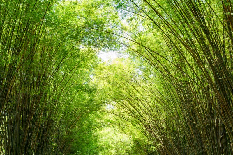 Arches of Green Bamboo Forest Stock Image - Image of bamboo, park ...
