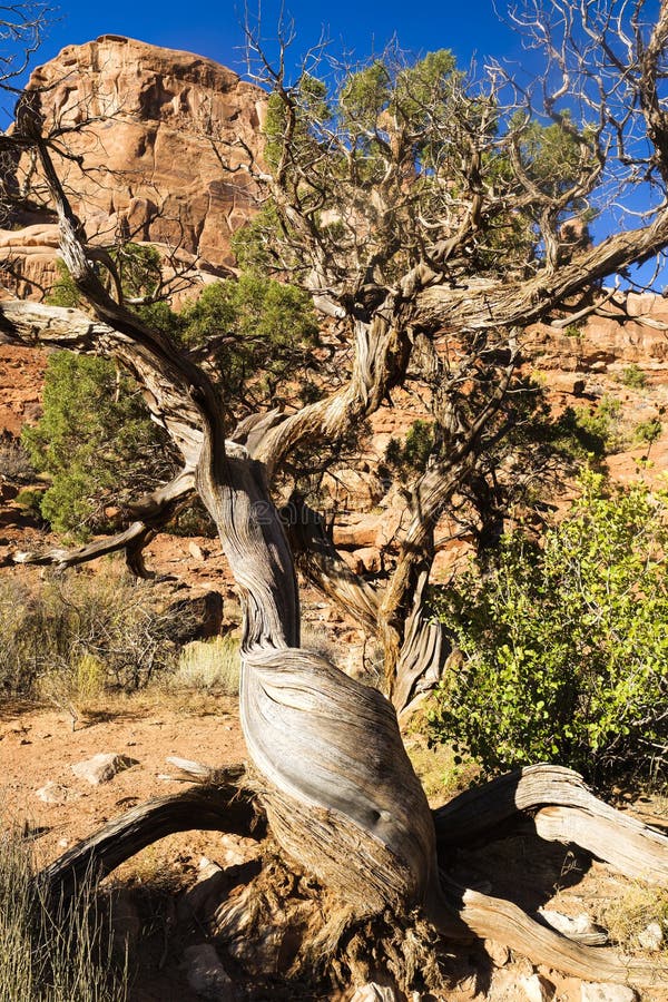 Arches National Park stock photo. Image of beauty, moab - 166141316
