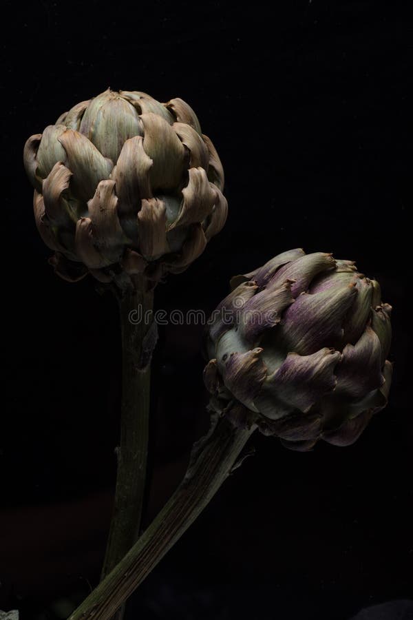 Archichoke stock photo. Image of nature, netherlands - 183460214