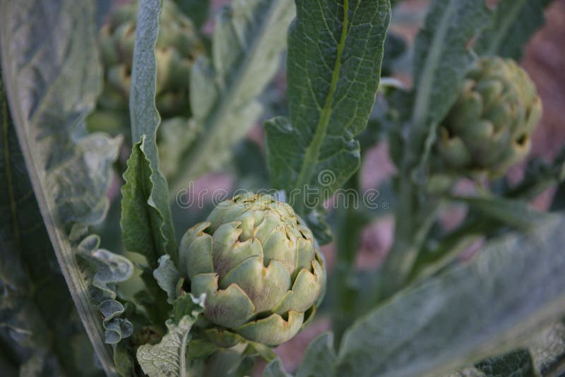 Archichoke stock photo. Image of salad, archichoke, cooking - 5040650