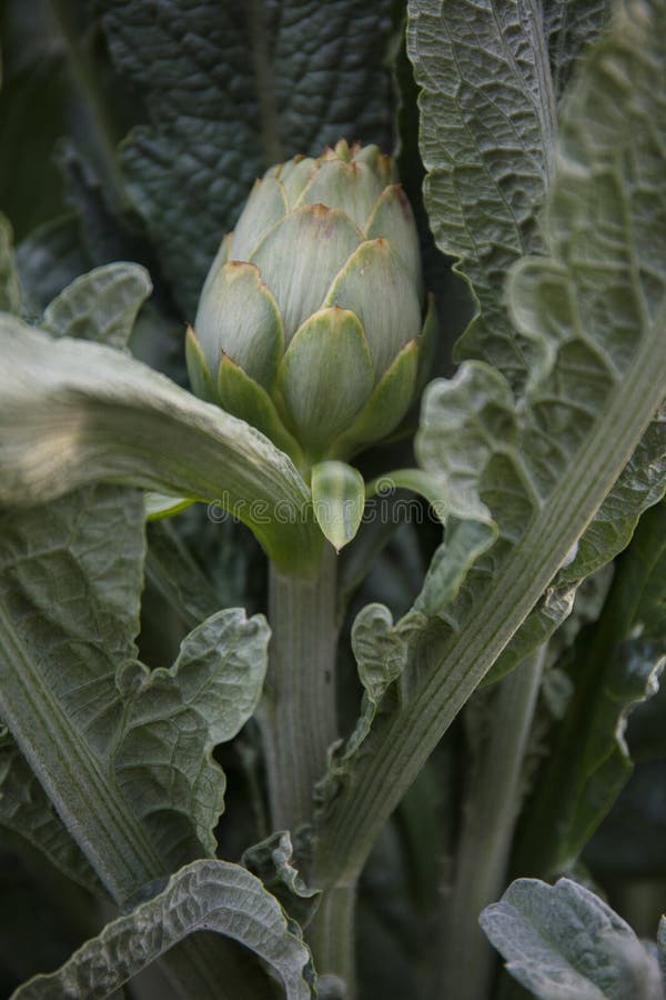 Archichoke stock photo. Image of salad, archichoke, cooking - 5040650