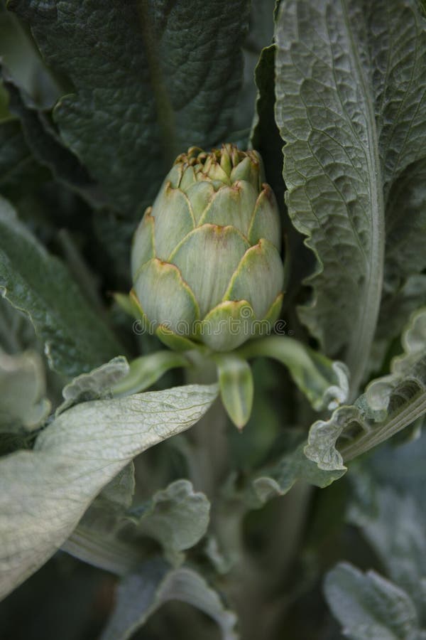 Archichoke stock photo. Image of background, color, spring - 183460602