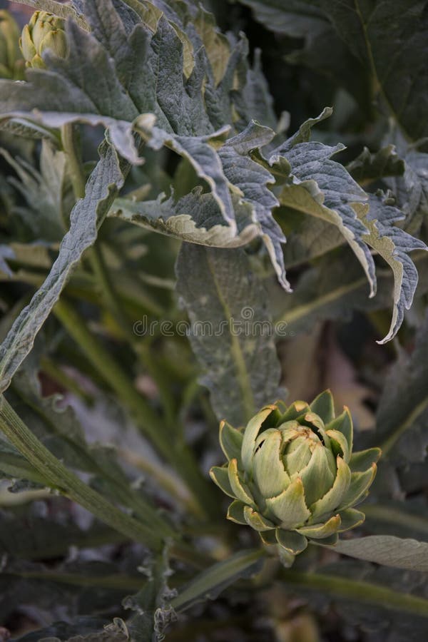 Archichoke stock photo. Image of background, color, spring - 183460602