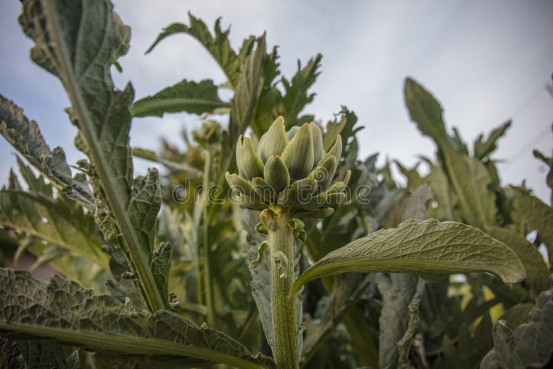 Archichoke stock photo. Image of nature, europe, studio - 183460718