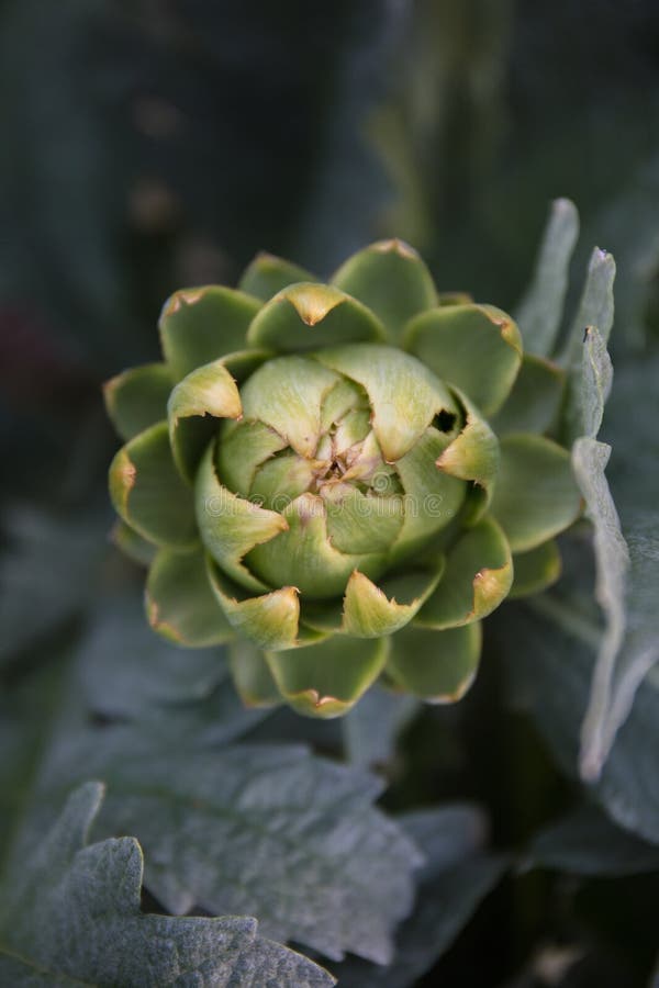Archichoke stock image. Image of europe, nature, plants - 183460443