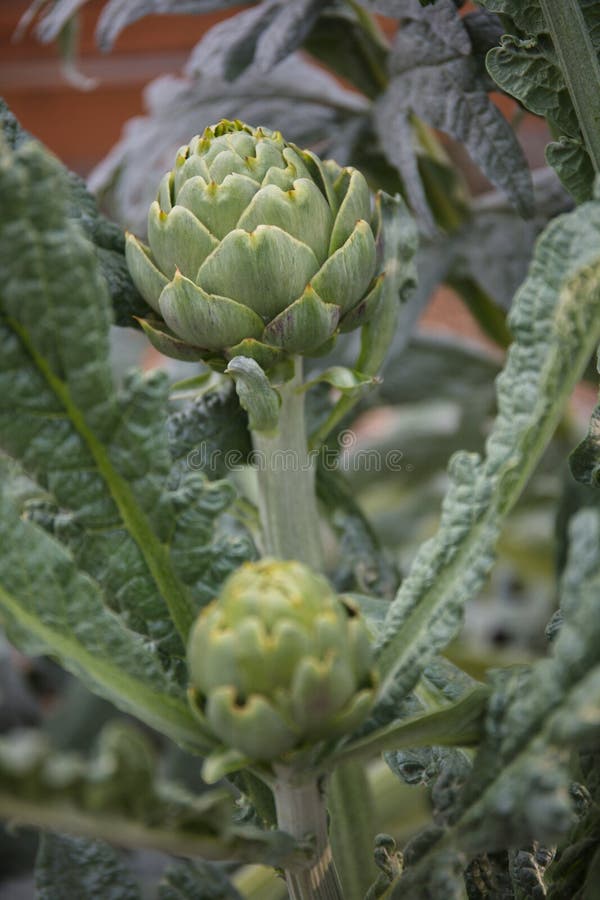 Archichoke stock image. Image of tulips, food, spring - 183460531