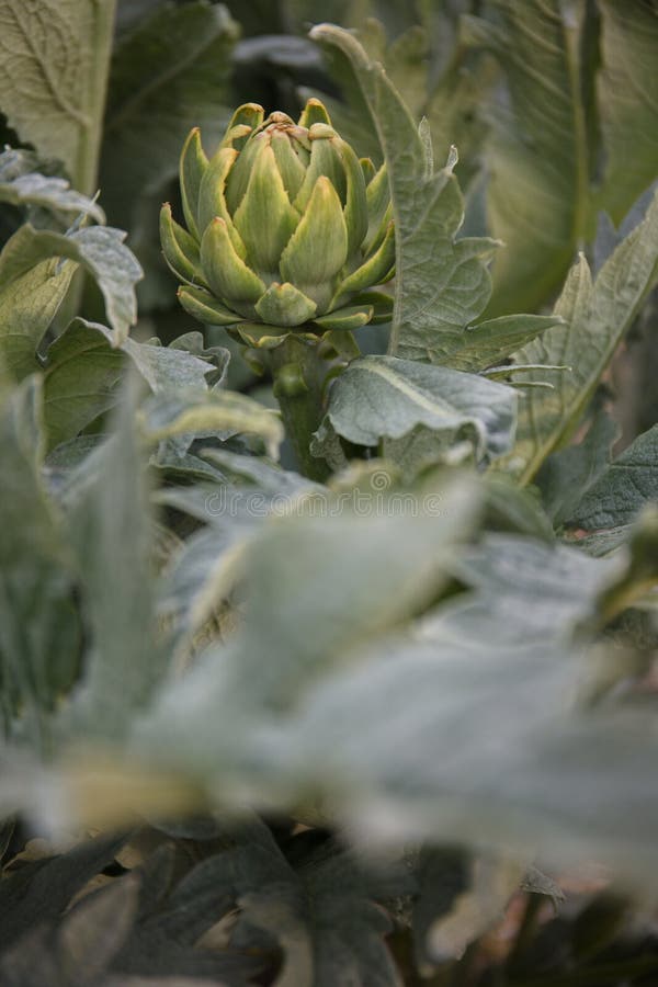 Archichoke stock photo. Image of salad, archichoke, cooking - 5040650