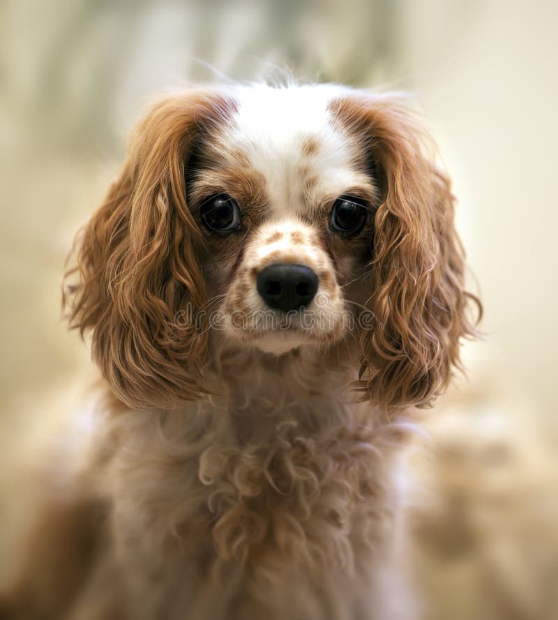 Archie portrait stock photo. Image of canine, king, charles - 22769840
