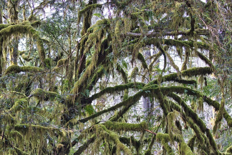 Arching Green Moss Covering Tree Trunks and Branches Stock Photo ...