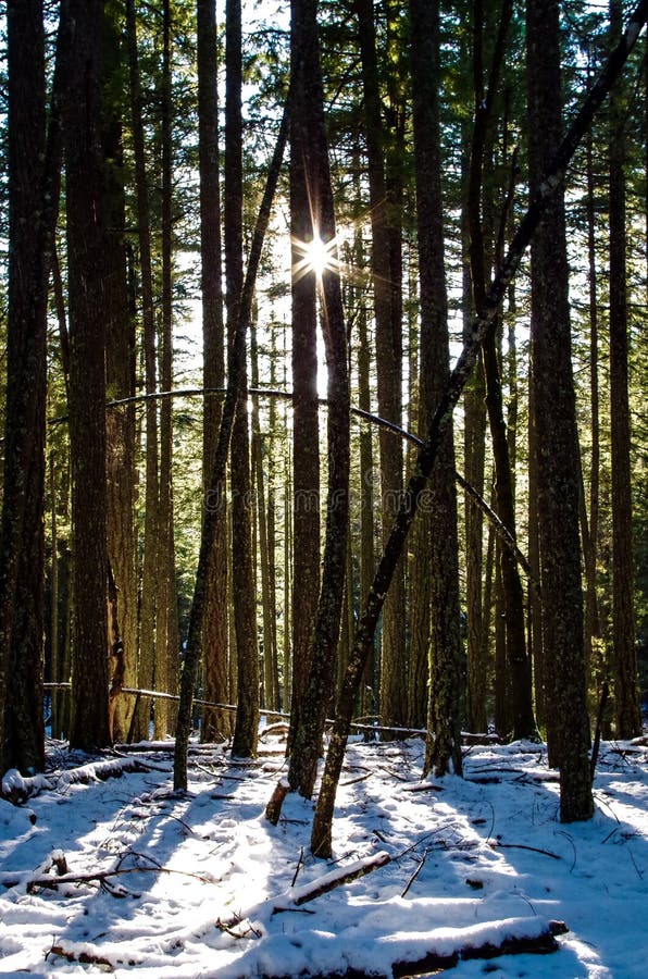 Arching pine stock image. Image of forest, strength - 107769981