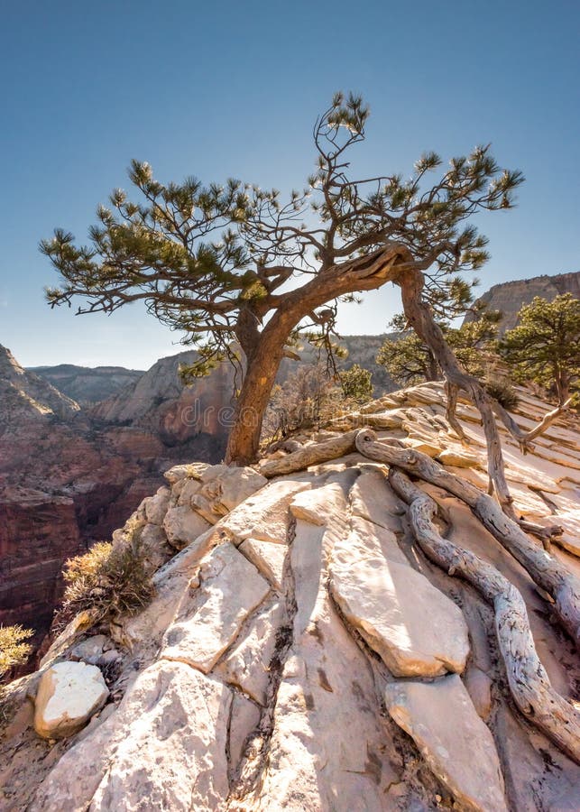 Arching Tree on Angel`s Landing Stock Photo - Image of climbing, spine ...