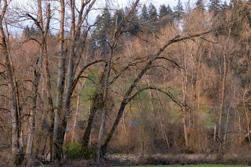 Arching Trees Along Forest Edge in Winter Stock Photo - Image of detail ...
