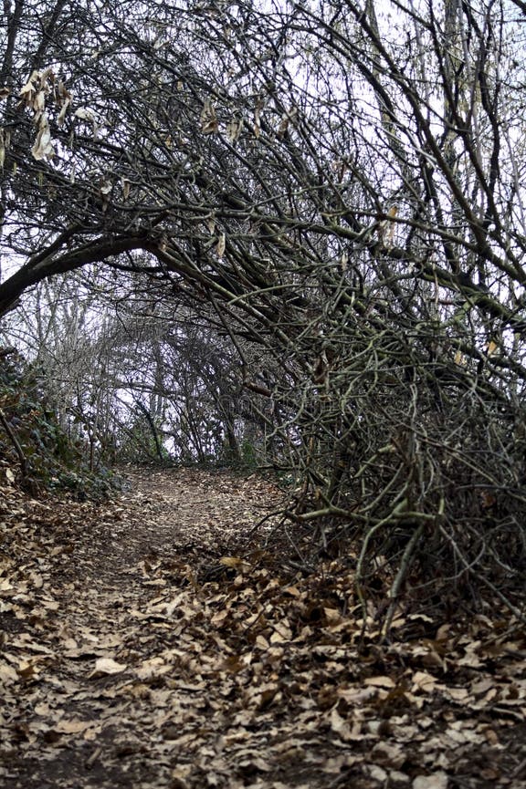 Arching Trees on a Trail in a Forest on a Mountain on a Cloudy Day ...