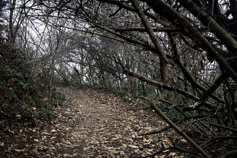 Arching Trees on a Trail in a Forest on a Mountain on a Cloudy Day ...