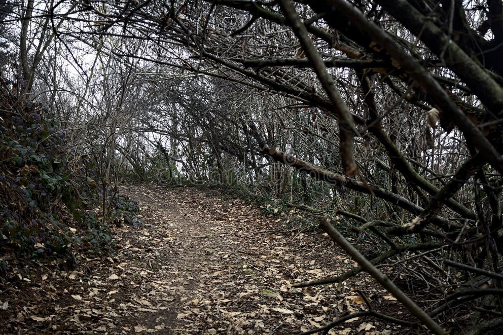 Arching Trees on a Trail in a Forest on a Mountain on a Cloudy Day ...
