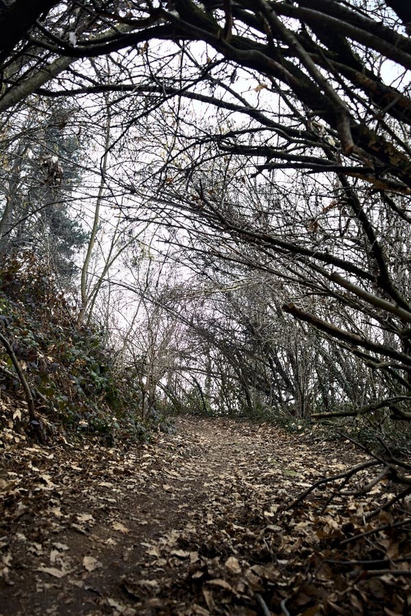 Arching Trees on a Trail in a Forest on a Mountain on a Cloudy Day ...