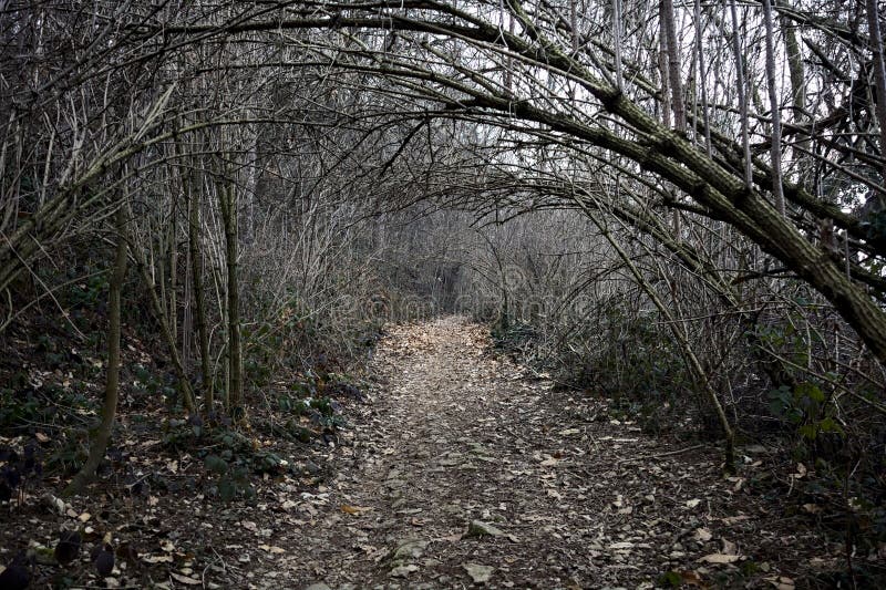 Arching Trees on a Trail in a Forest on a Mountain on a Cloudy Day ...