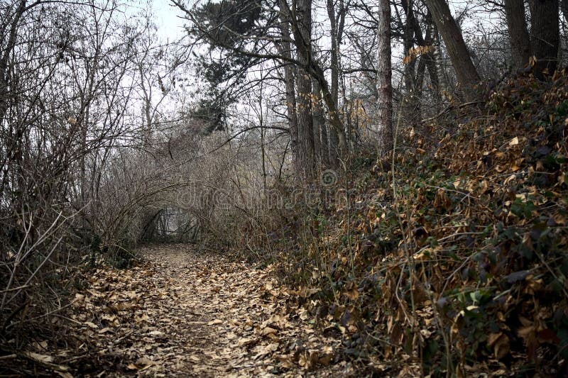 Arching Trees on a Trail in a Forest on a Mountain on a Cloudy Day ...