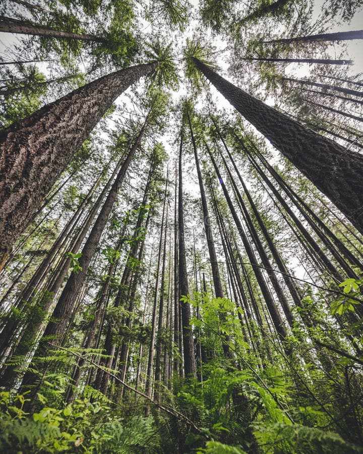 Arching Trees Unique Nature Background Stock Image - Image of ...