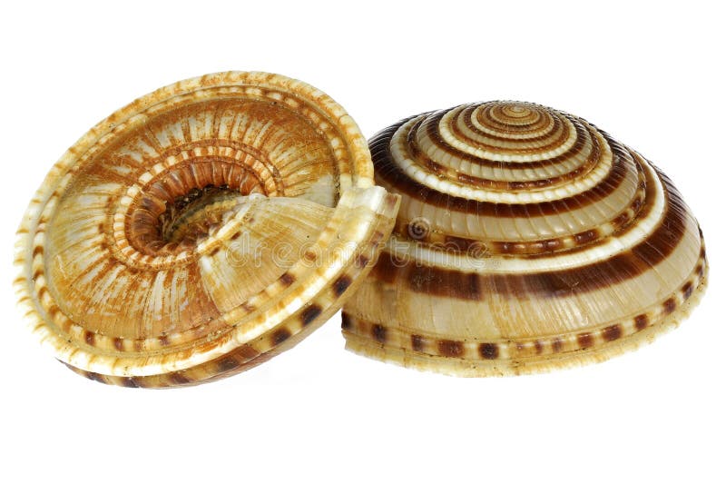 Shell - Architectonica Perspectiva Stock Image - Image of scuba ...