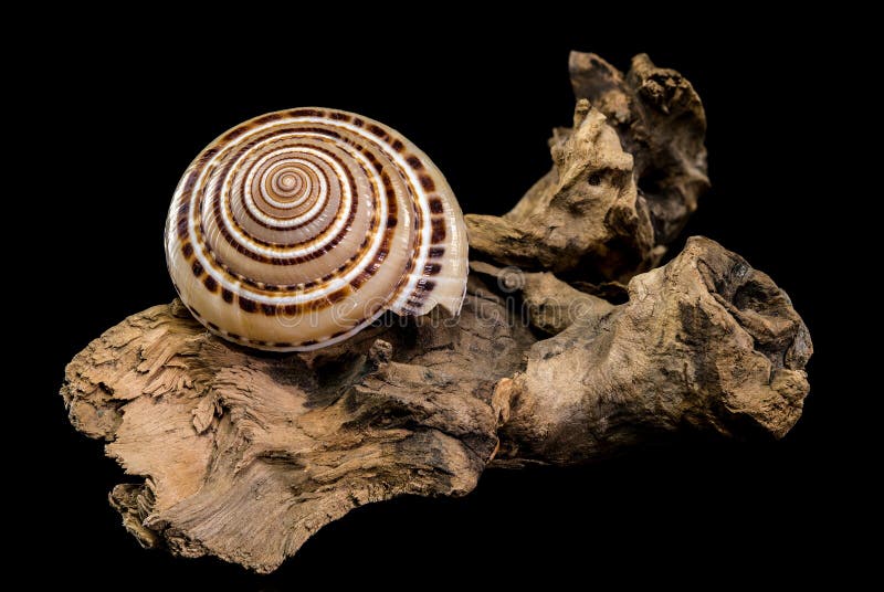 Architectonica Perspectiva Shell on Driftwood Stock Image - Image of ...