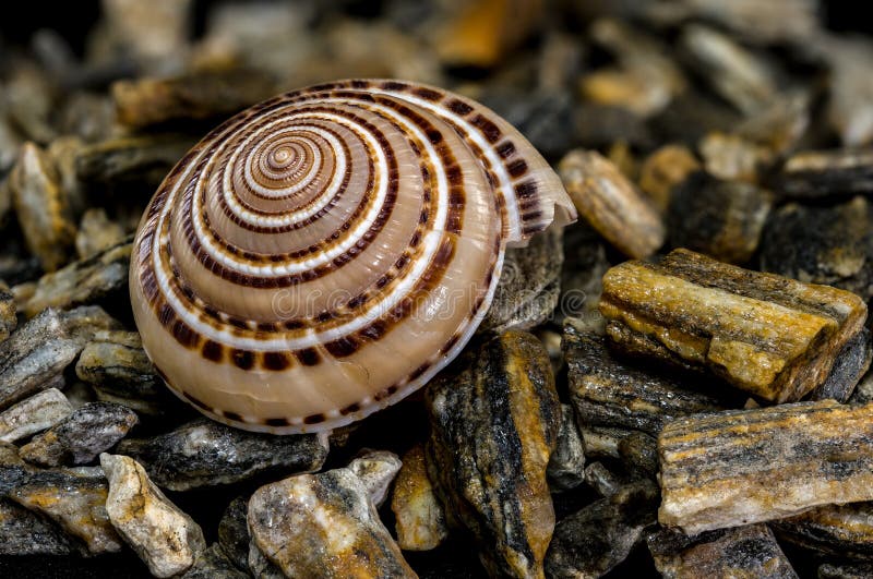 Architectonica Perspectiva Shell on Natural Rocks Stock Image - Image ...