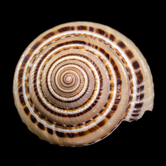 Architectonica Perspectiva Shell Stock Photo - Image of texture, coast ...