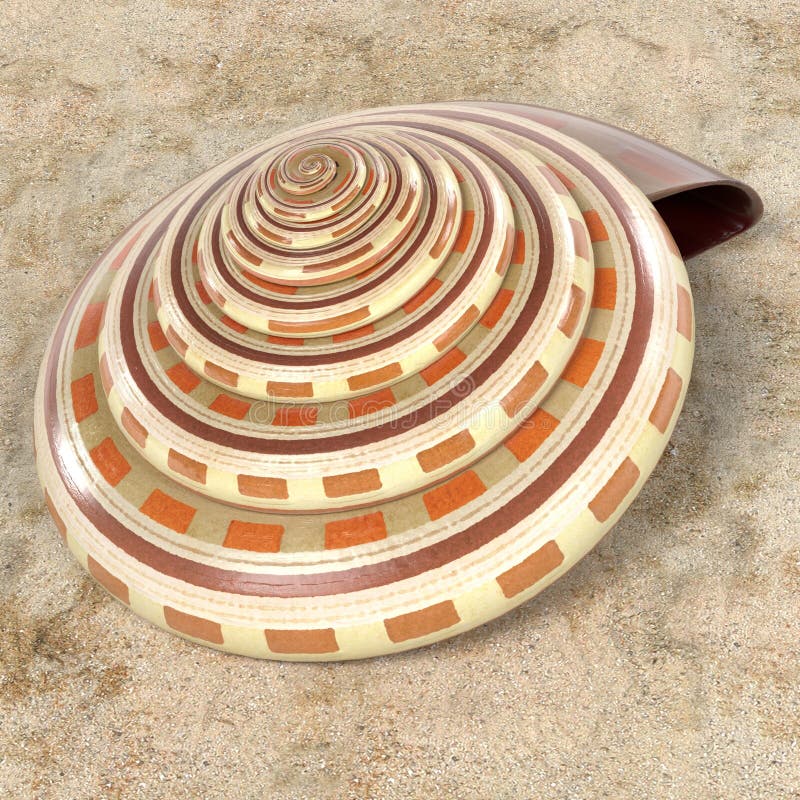 Architectonica Perspectiva Sundial Shell Stock Illustration ...