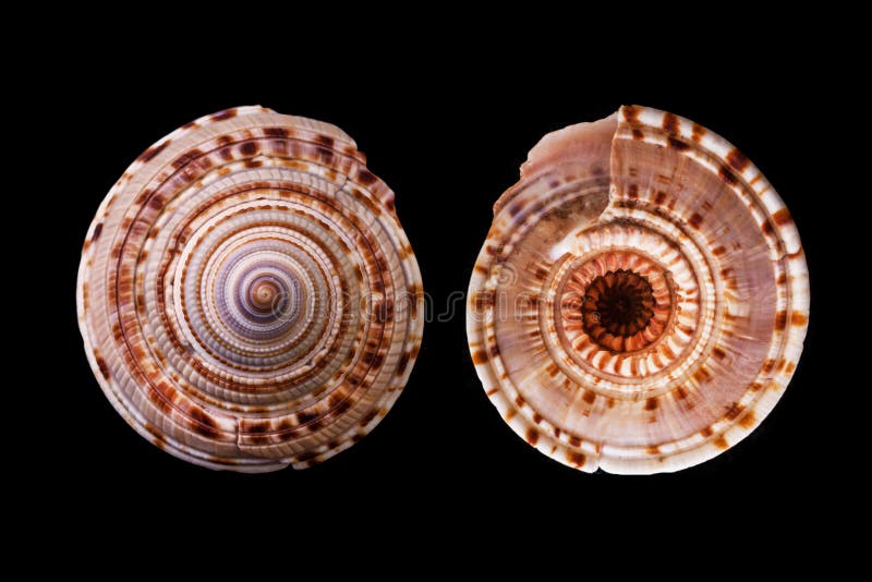 Shell - Architectonica Perspectiva Stock Image - Image of scuba ...