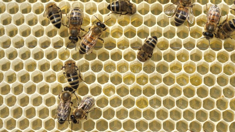 Architectural Abilities of Bees. Bees Build Honeycombs. Stock Footage ...